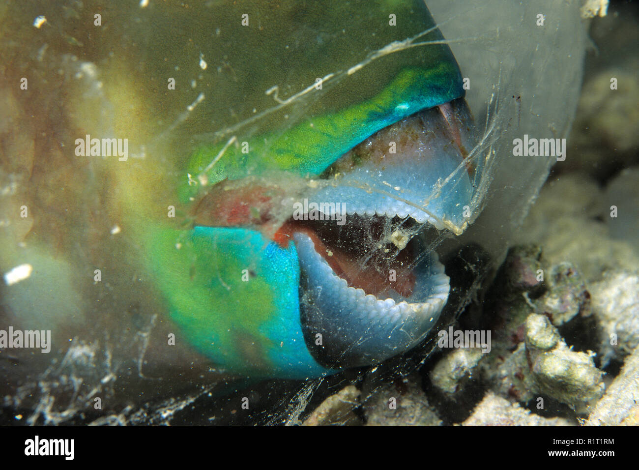 Parrotfish sleeping cocoon hi-res stock photography and images - Alamy