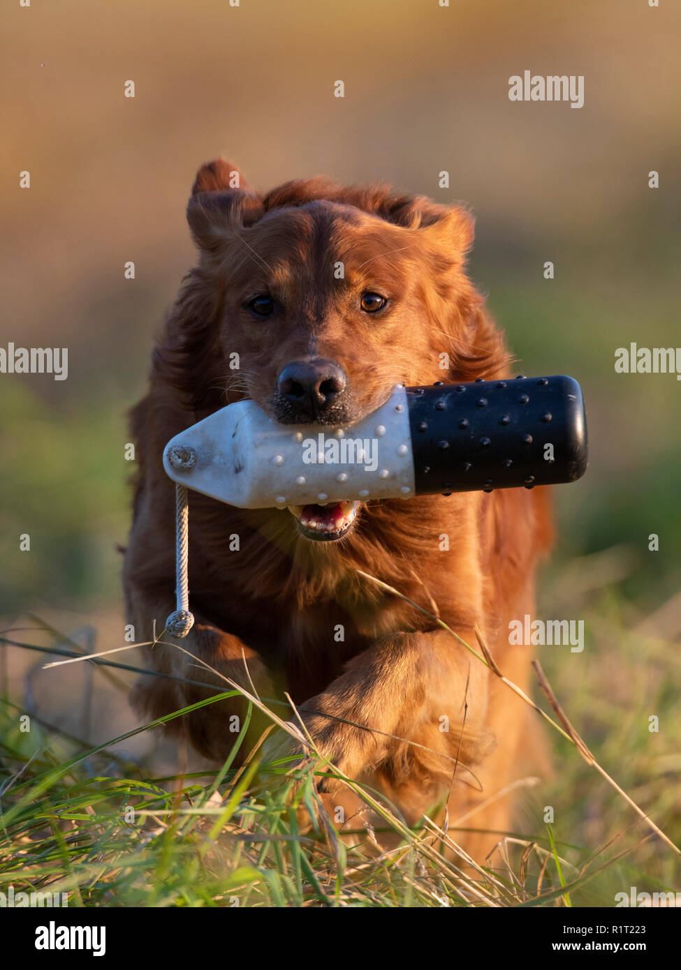 A golden Retriever with a training bumper on a late summer day Stock ...