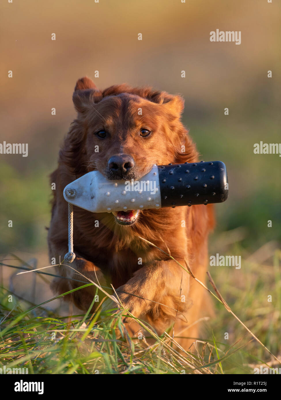 A Golden Retreiver hunting dog during training on later summer day ...