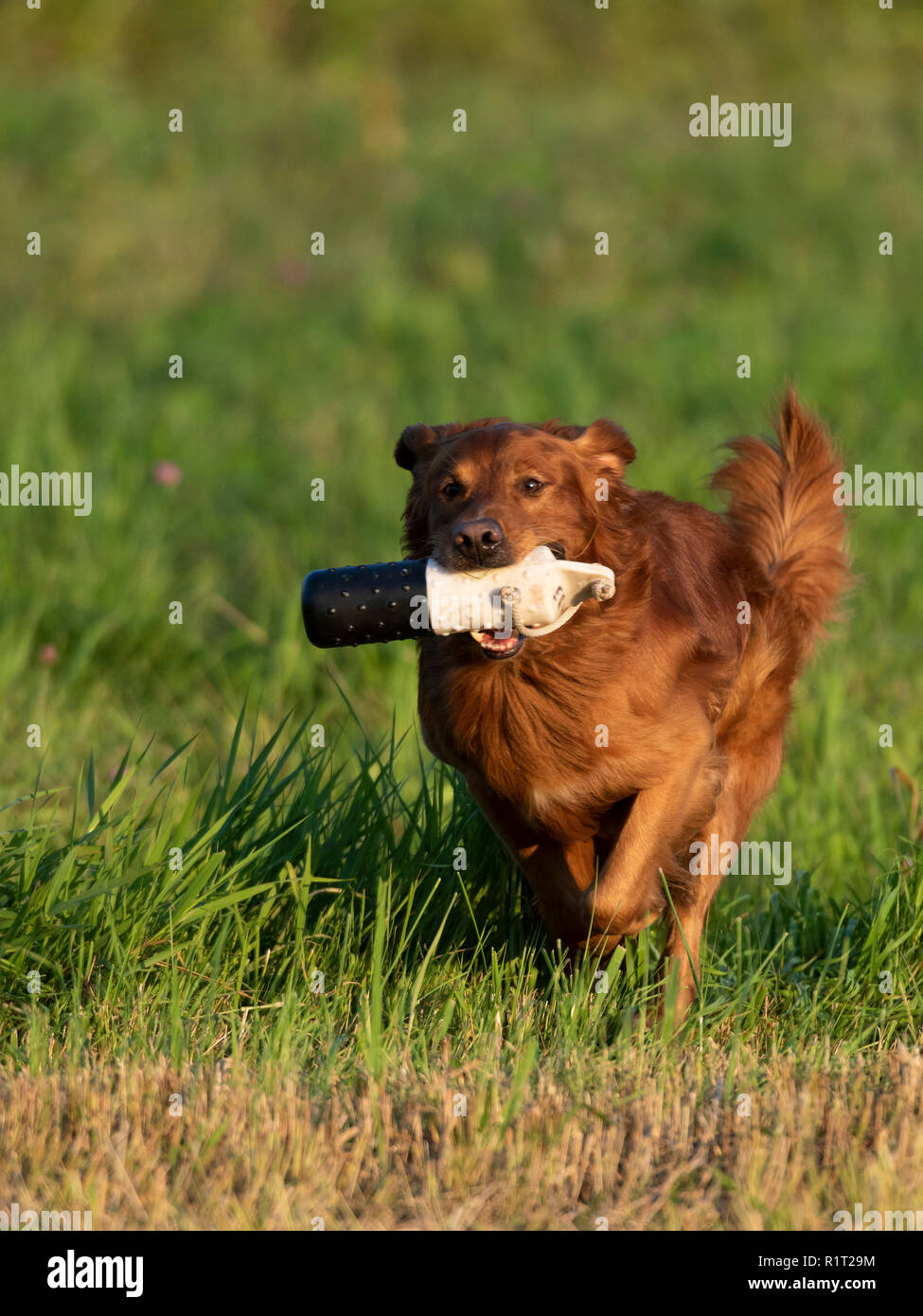 Dog hunting training hi-res stock photography and images - Alamy