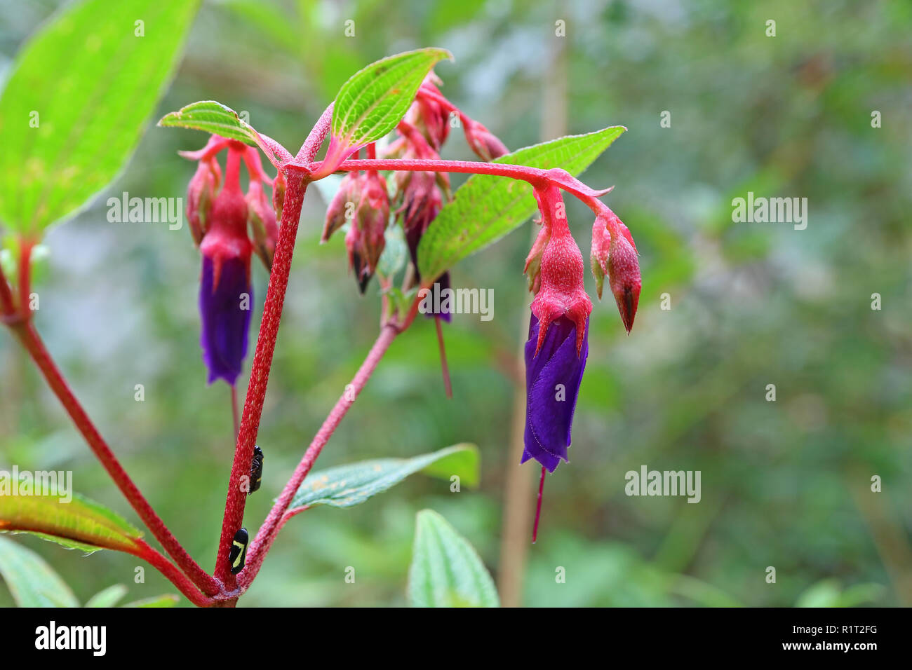Vivid purple wild flowers with vibrant pink stalk on Huayna Picchu ...