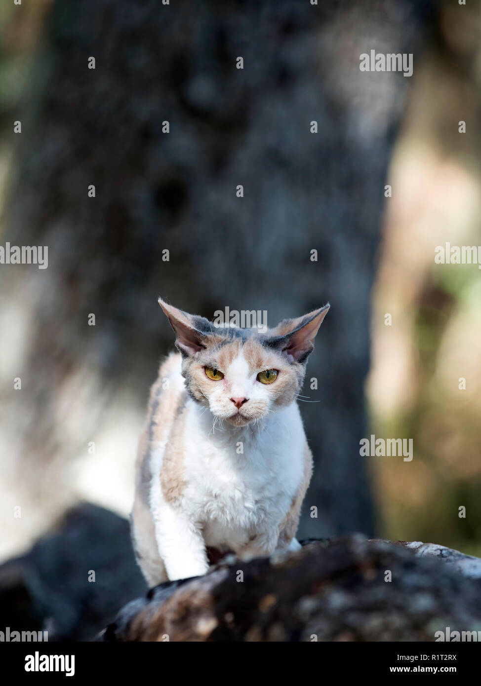 Devon rex face hi-res stock photography and images - Alamy