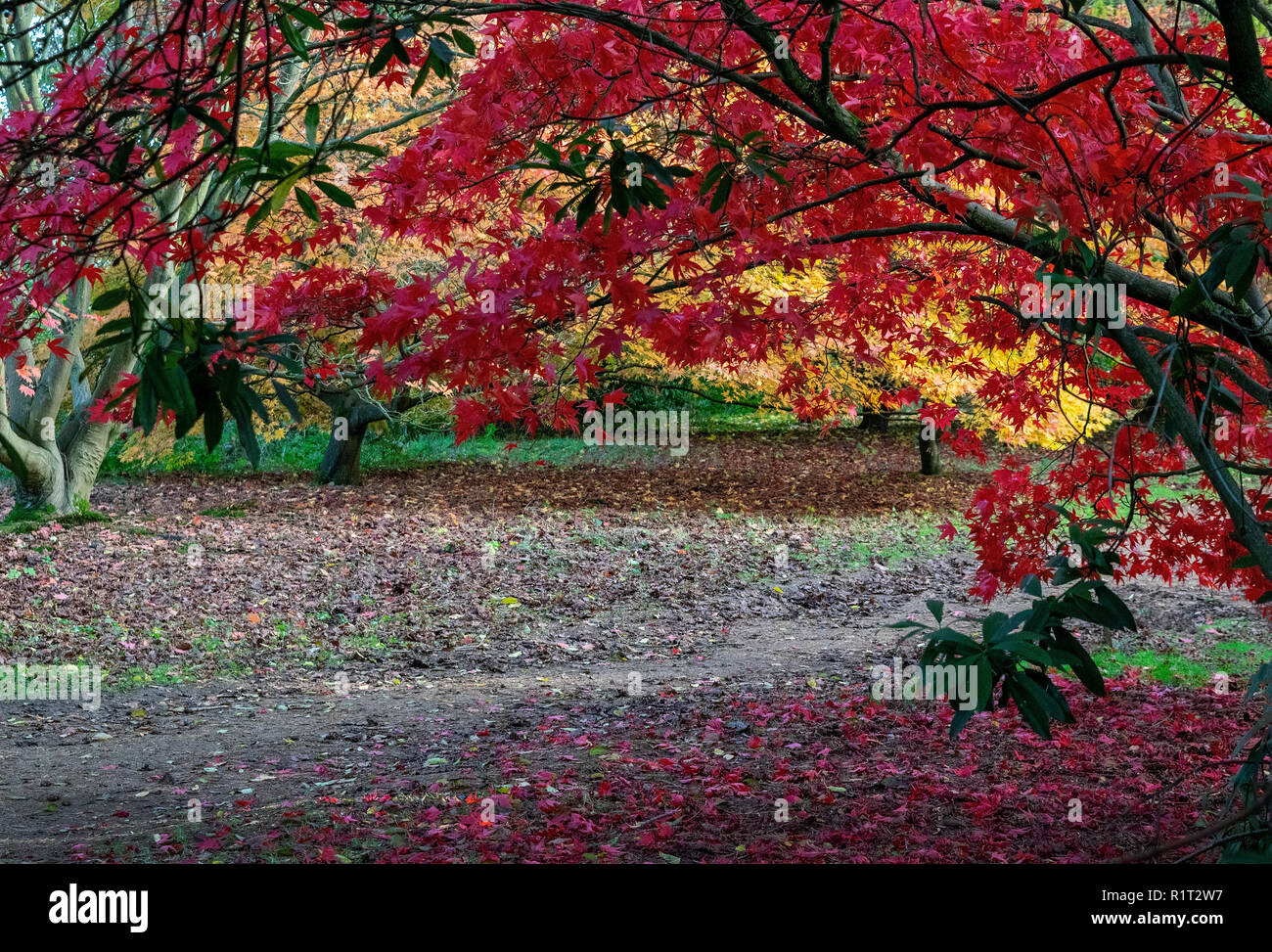 Acer Tree, Aboretum, Nuneham Courtney, Oxford, UK Stock Photo - Alamy