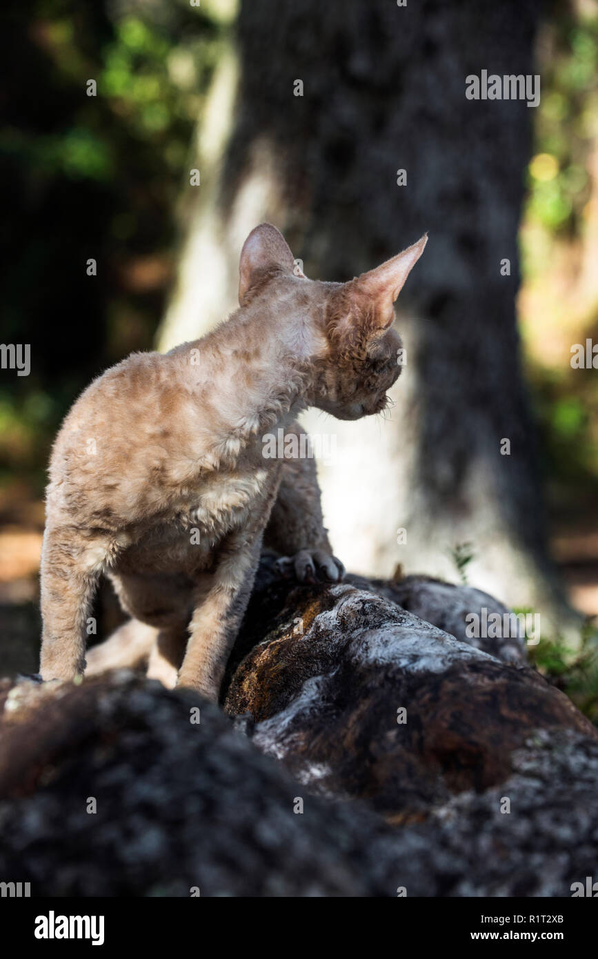 Gatto devon rex gatto hi-res stock photography and images - Alamy