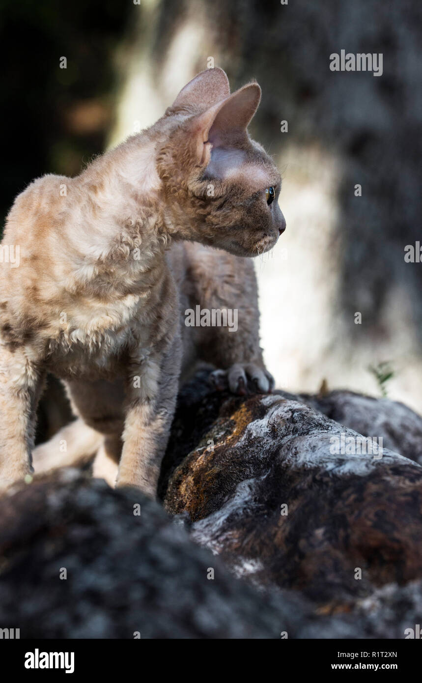 Gatto devon rex gatto hi-res stock photography and images - Alamy