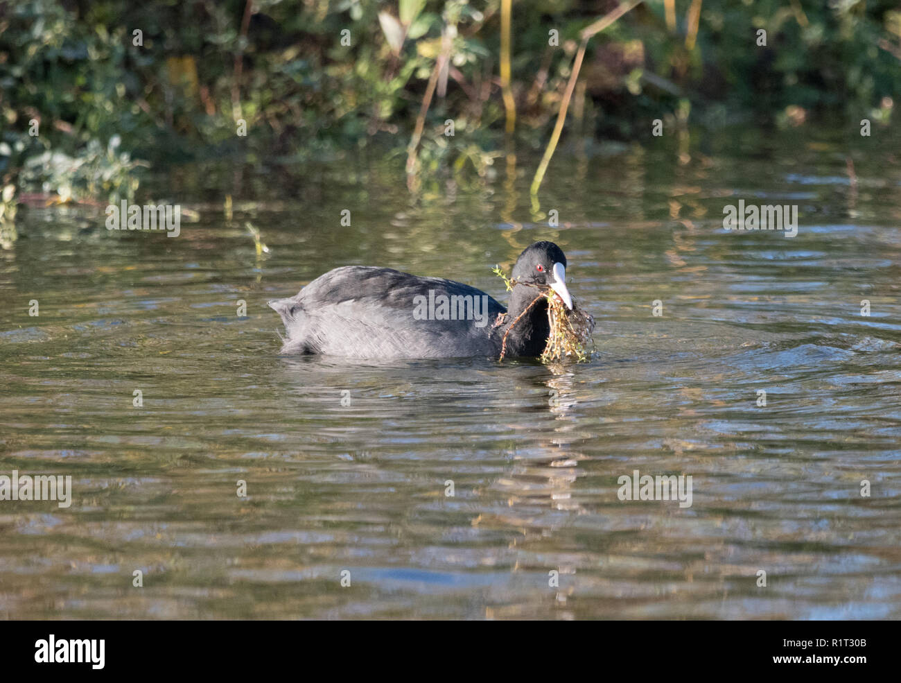 Coot species hi-res stock photography and images - Alamy