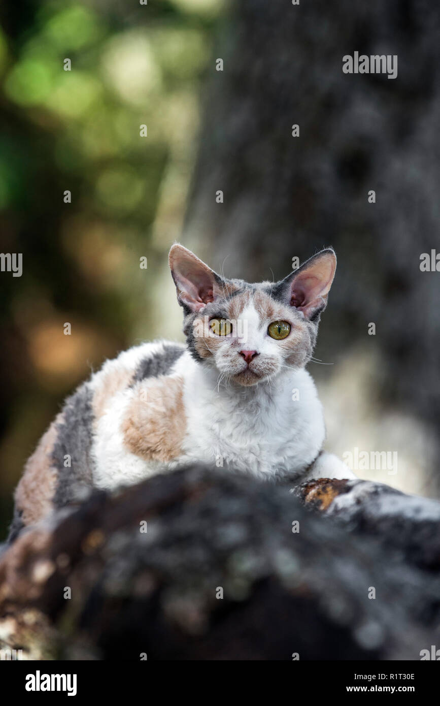 Gatto devon rex gatto hi-res stock photography and images - Alamy