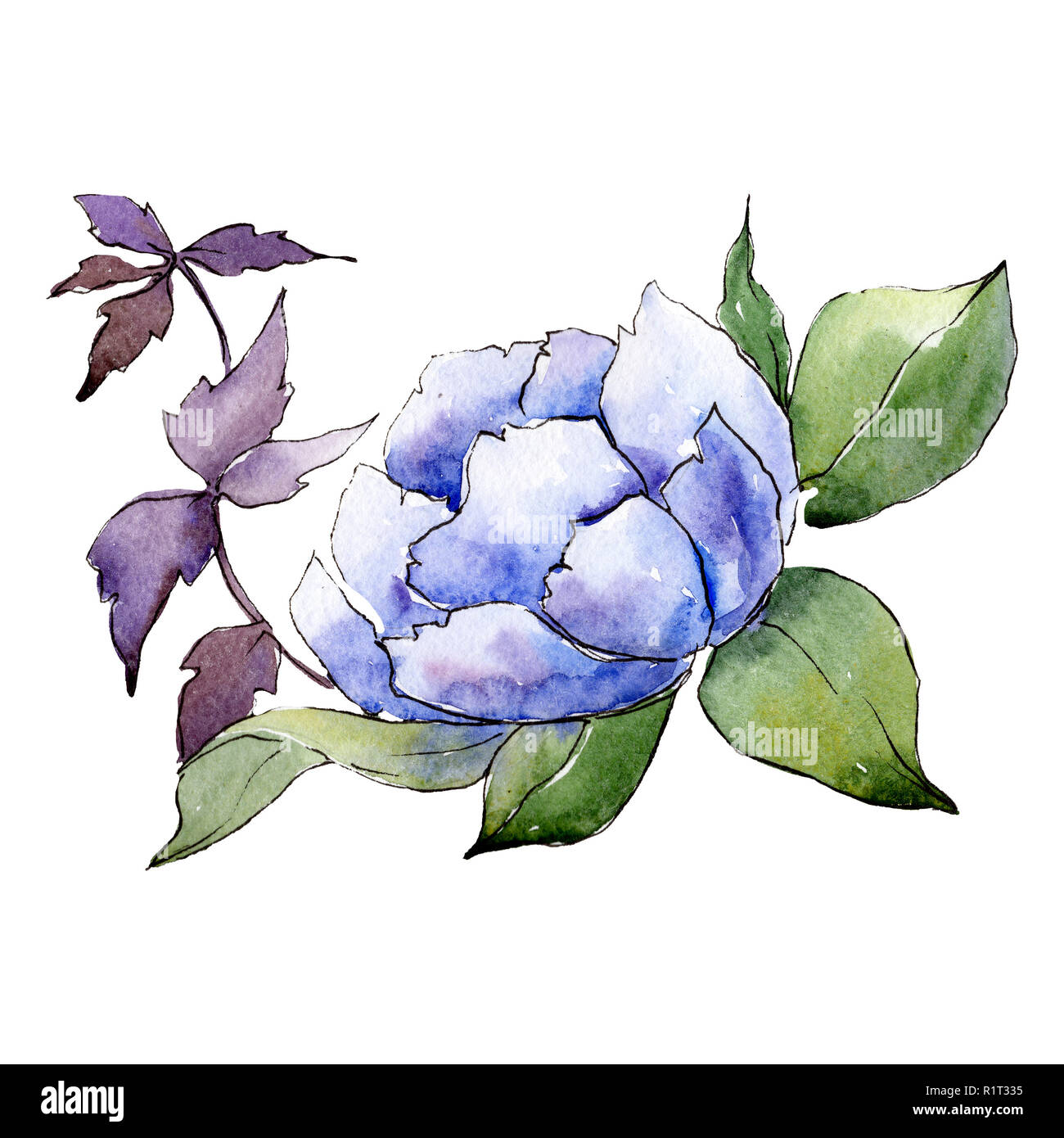 Blue botanical flower. Isolated bouquet illustration element. Green ...