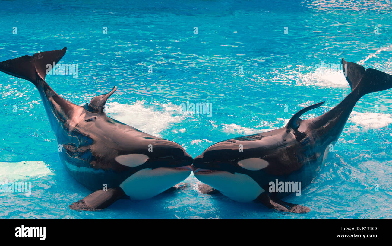 Orlando, Florida. September 08, 2018 Two killer whales are kissing each ...