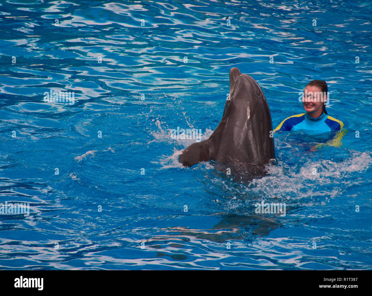 Dolphin Trainer Florida Stock Photos & Dolphin Trainer Florida Stock ...