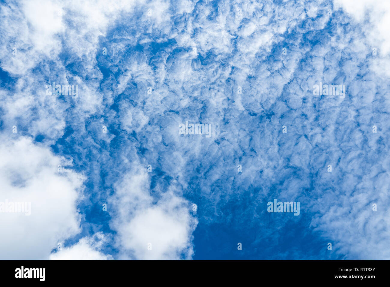 Sky Blue and clouds spring Leaves Stock Photo - Alamy