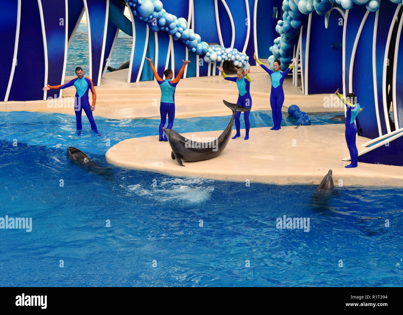 Seaworld orlando dolphin hi-res stock photography and images - Alamy
