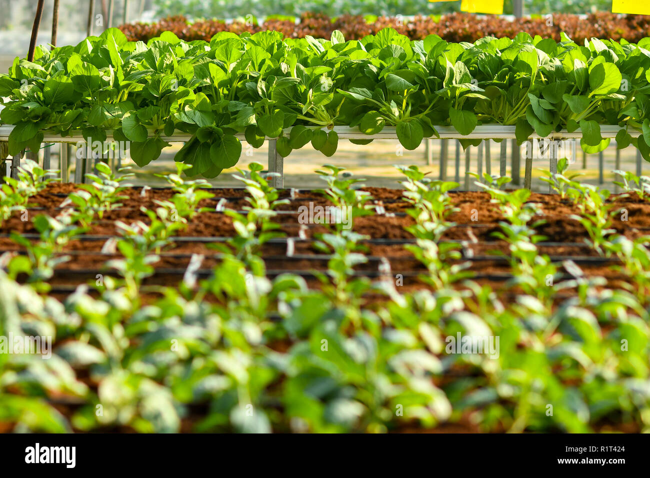 Organic soil farming Stock Photo - Alamy