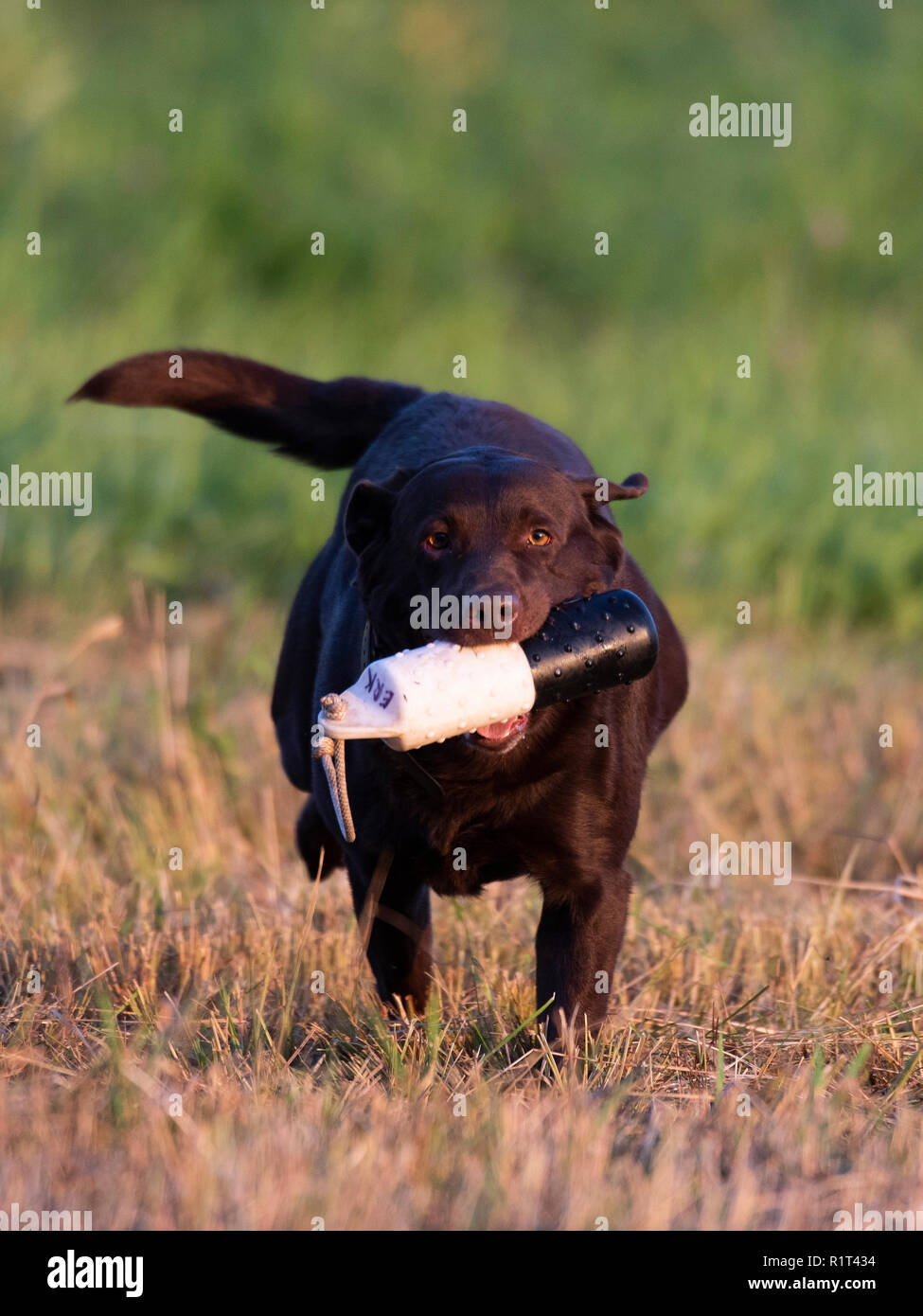 How To Train A Labrador Retriever For Hunting