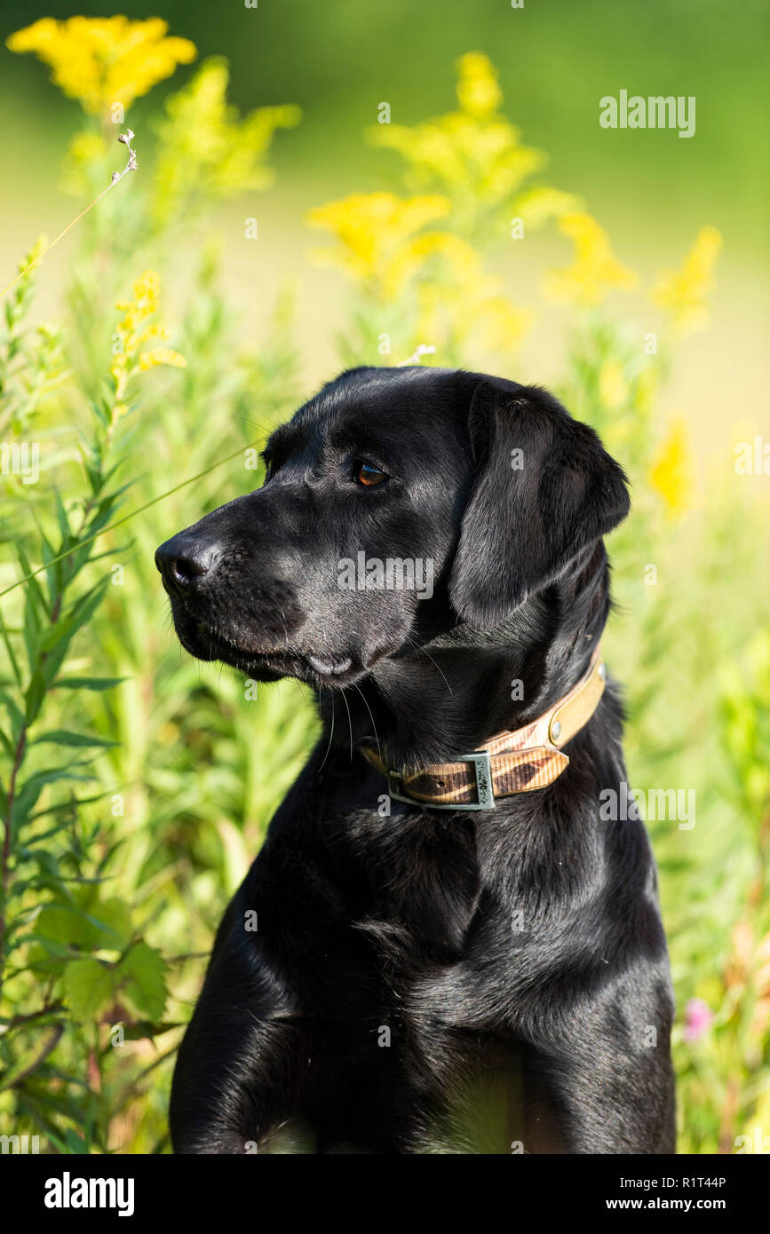 Lab portrait hi-res stock photography and images - Alamy