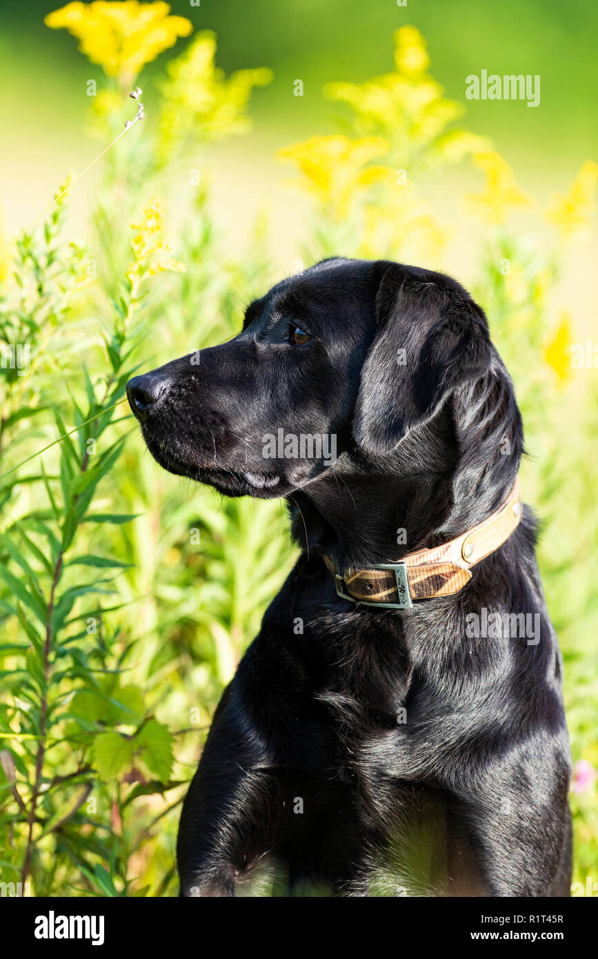 A Black lab portrait picture on a late summer day Stock Photo - Alamy