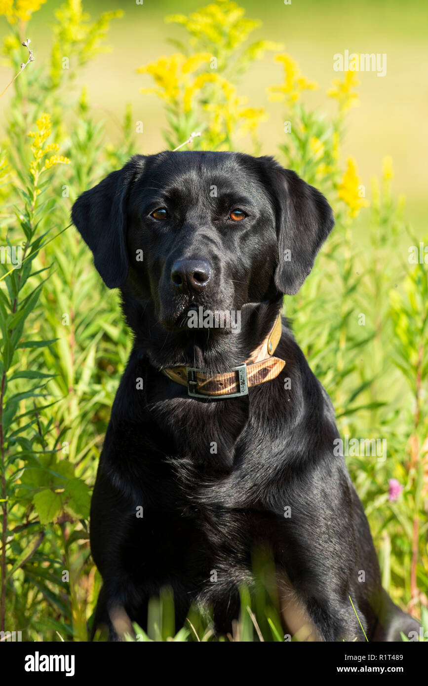 A Black lab portrait picture on a late summer day Stock Photo - Alamy
