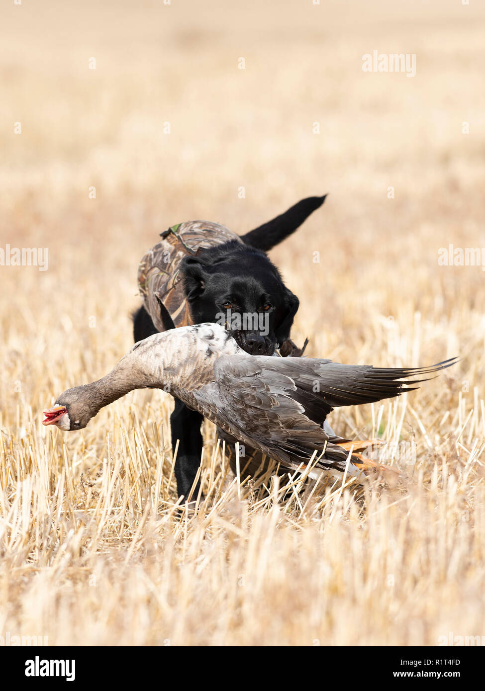 A Black Labrador Retriever with a white fronted goose in North Dakota ...