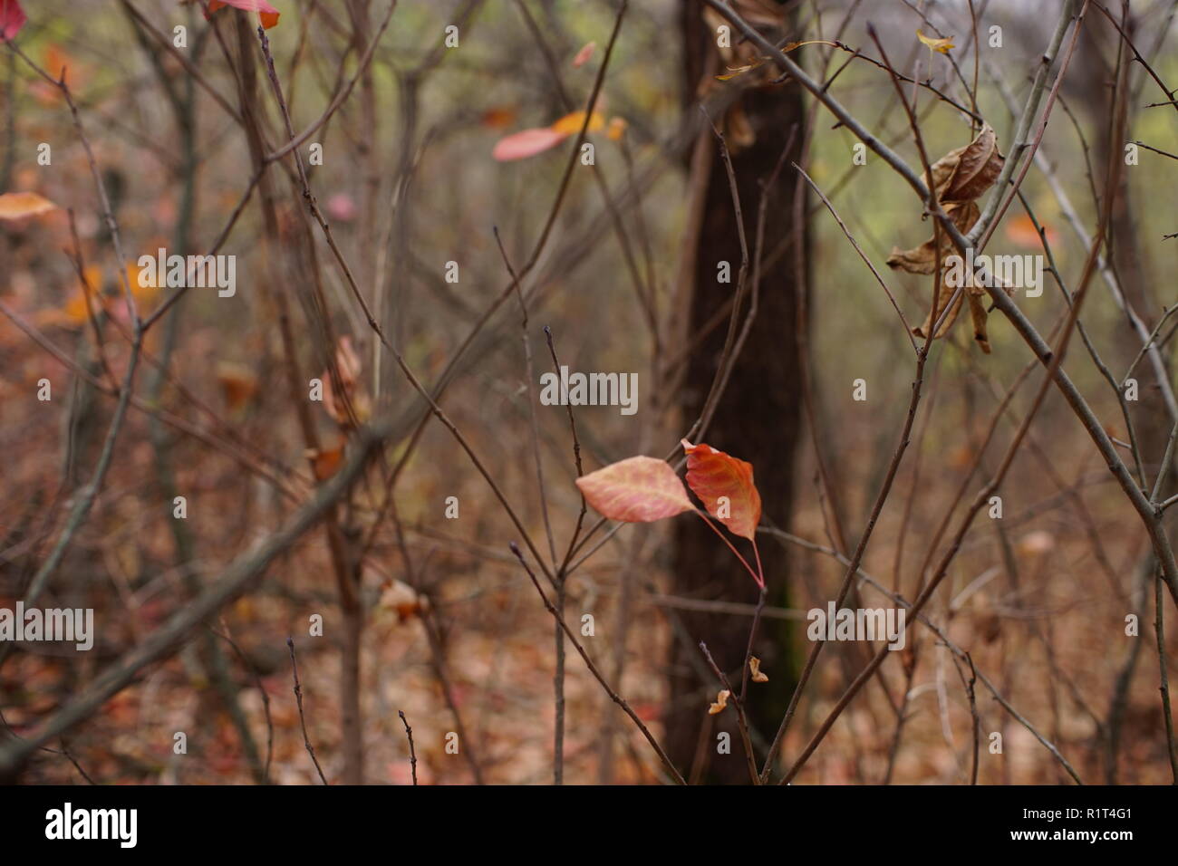 Two thin branches hi-res stock photography and images - Alamy