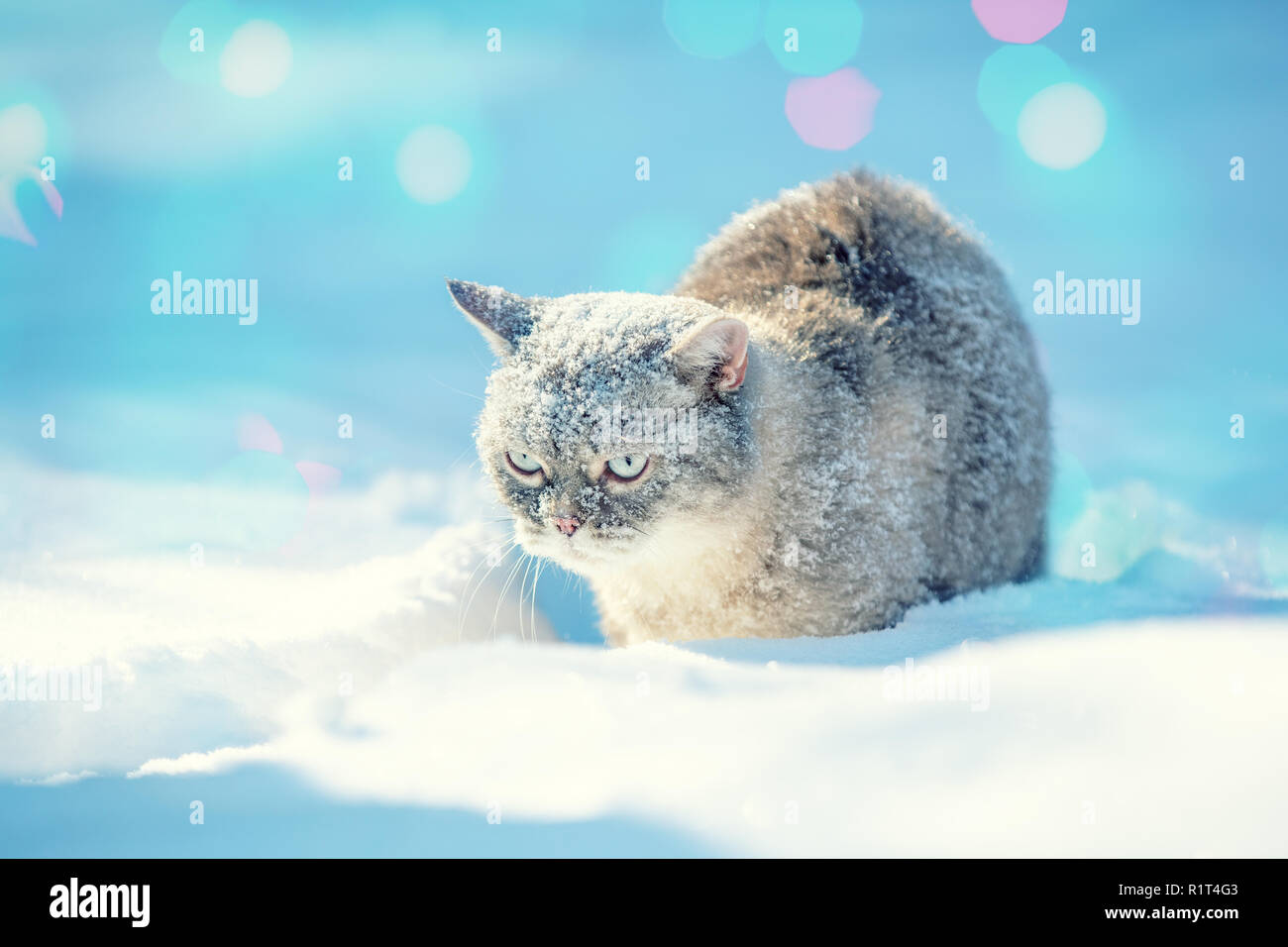 Cute Siamese cat walks in deep snow in the garden in the snowfall in ...