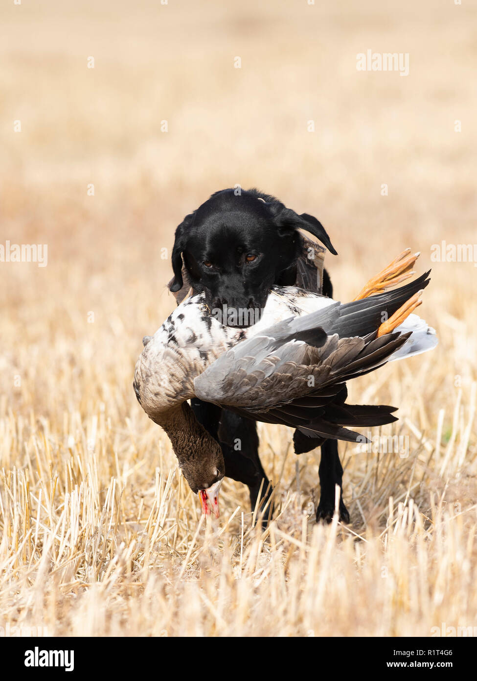 A Black Labrador Retriever with a white fronted goose in North Dakota ...