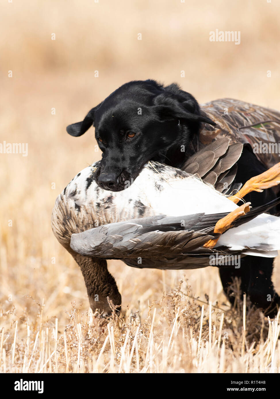 A Black Labrador Retriever with a white fronted goose in North Dakota ...