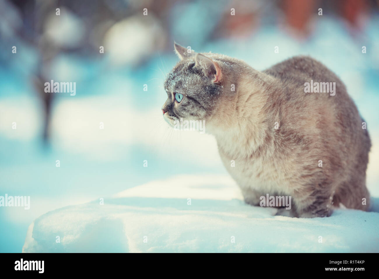 Cute Siamese cat walks in deep snow in the garden in the snowfall in ...