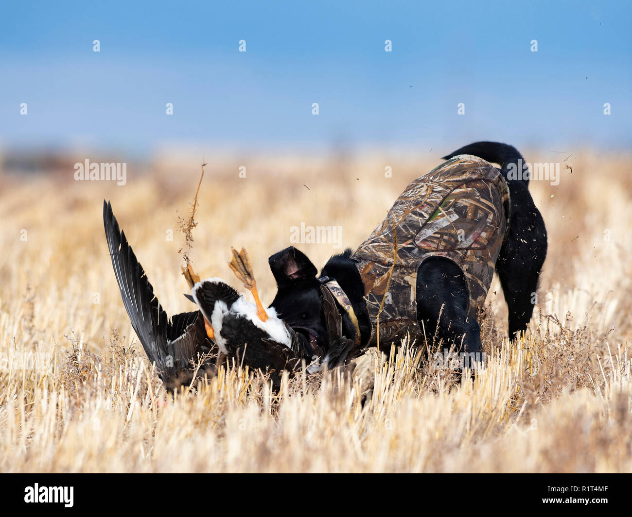A Black Labrador Retriever with a white fronted goose in North Dakota ...