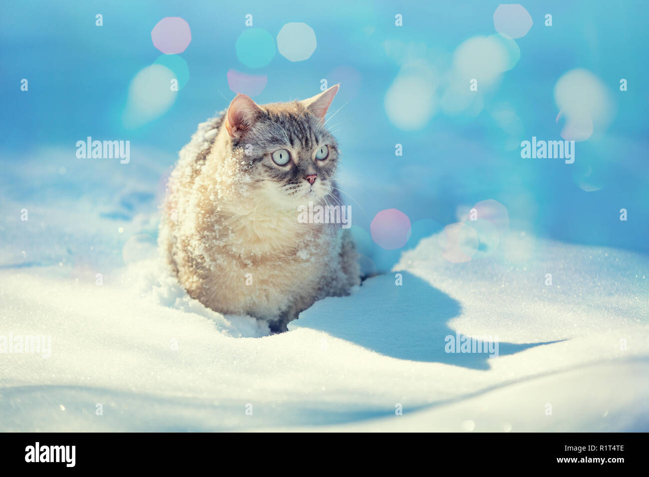 Cute Siamese cat walks in deep snow in the garden in the snowfall in ...