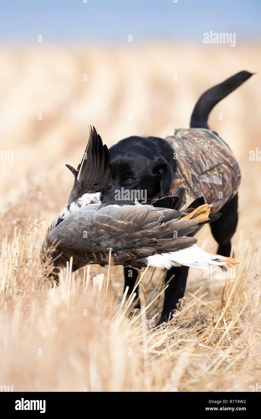 A Black Labrador Retriever with a white fronted goose in North Dakota ...