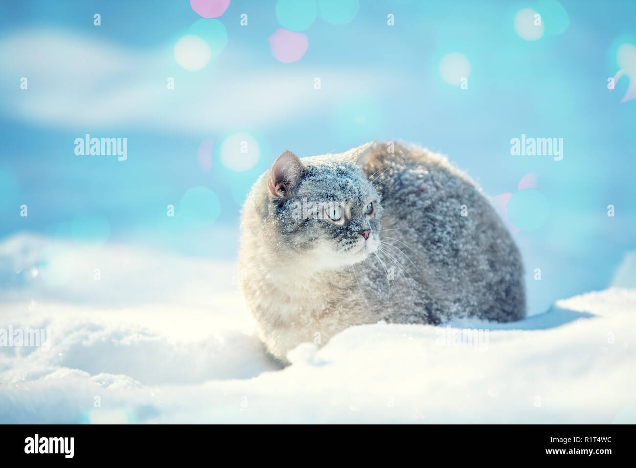 Cute Siamese cat walks in deep snow in the garden in the snowfall in ...
