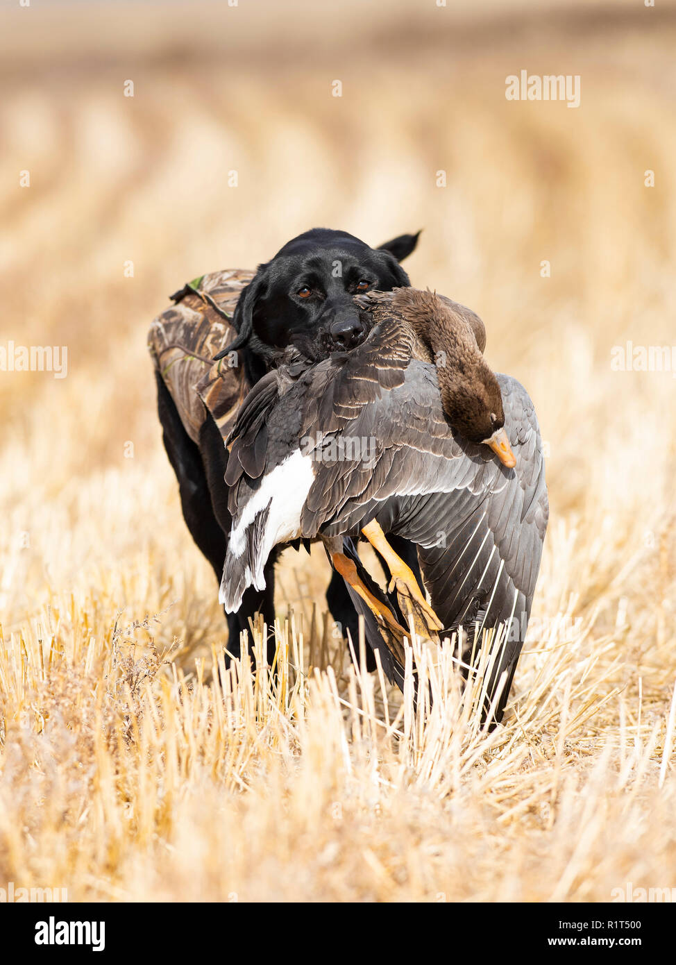 A Black Labrador Retriever with a white fronted goose in North Dakota ...