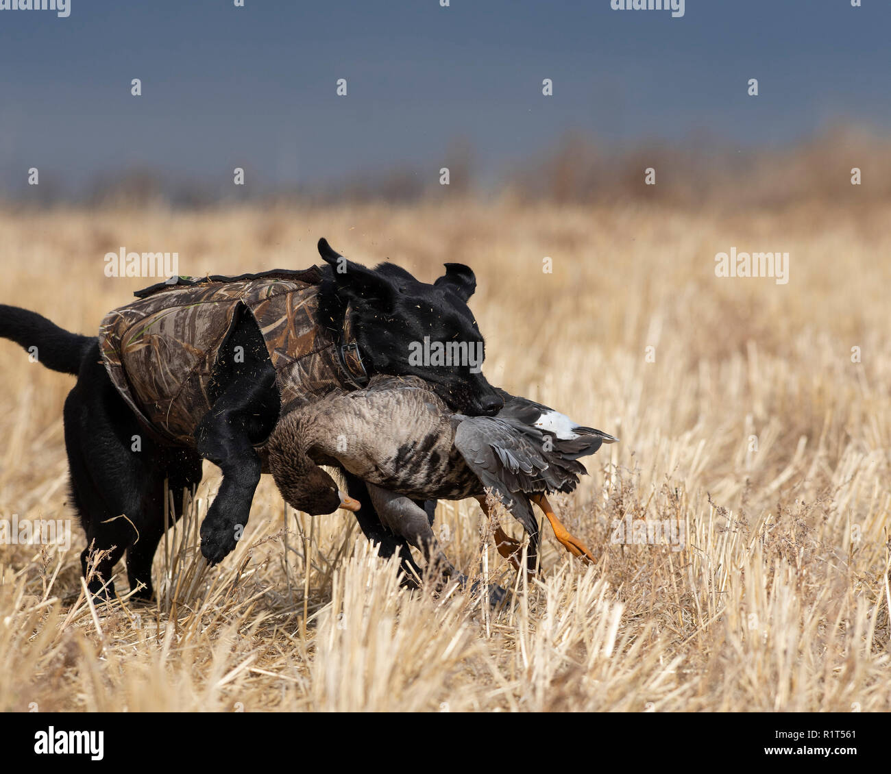 A Black Labrador Retriever with a white fronted goose in North Dakota ...