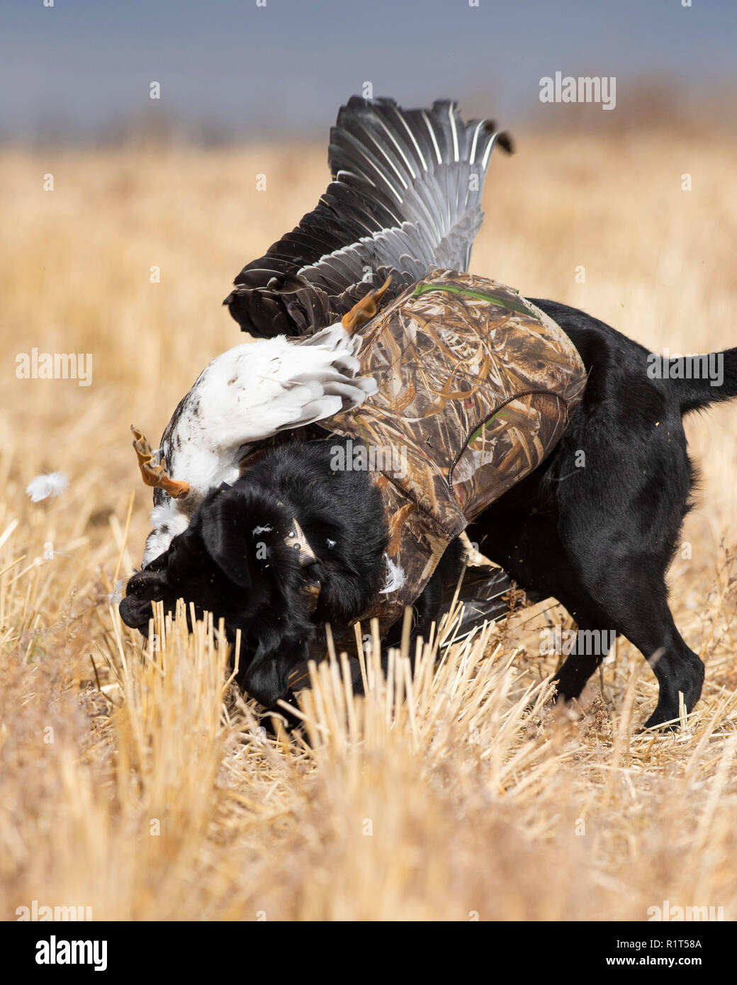 A Black Labrador Retriever with a white fronted goose in North Dakota ...