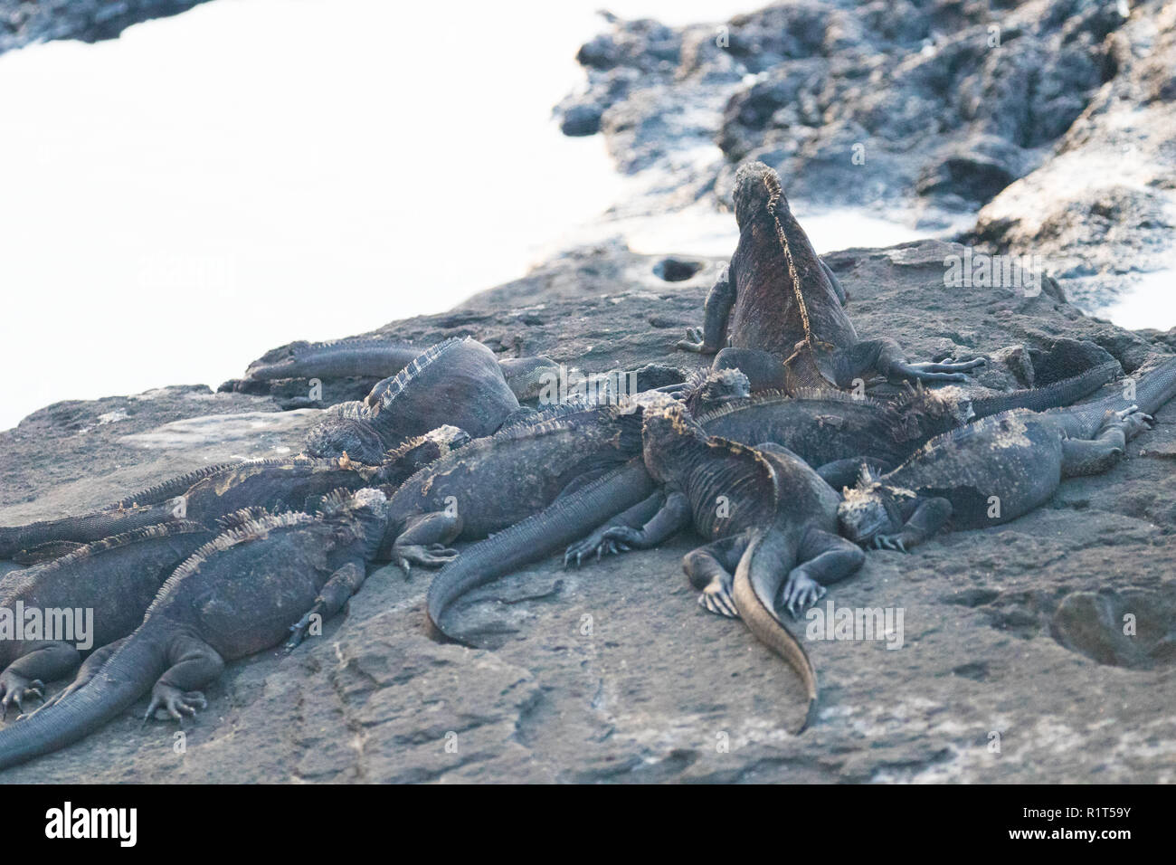 Iguana galapagos tourism hi-res stock photography and images - Alamy