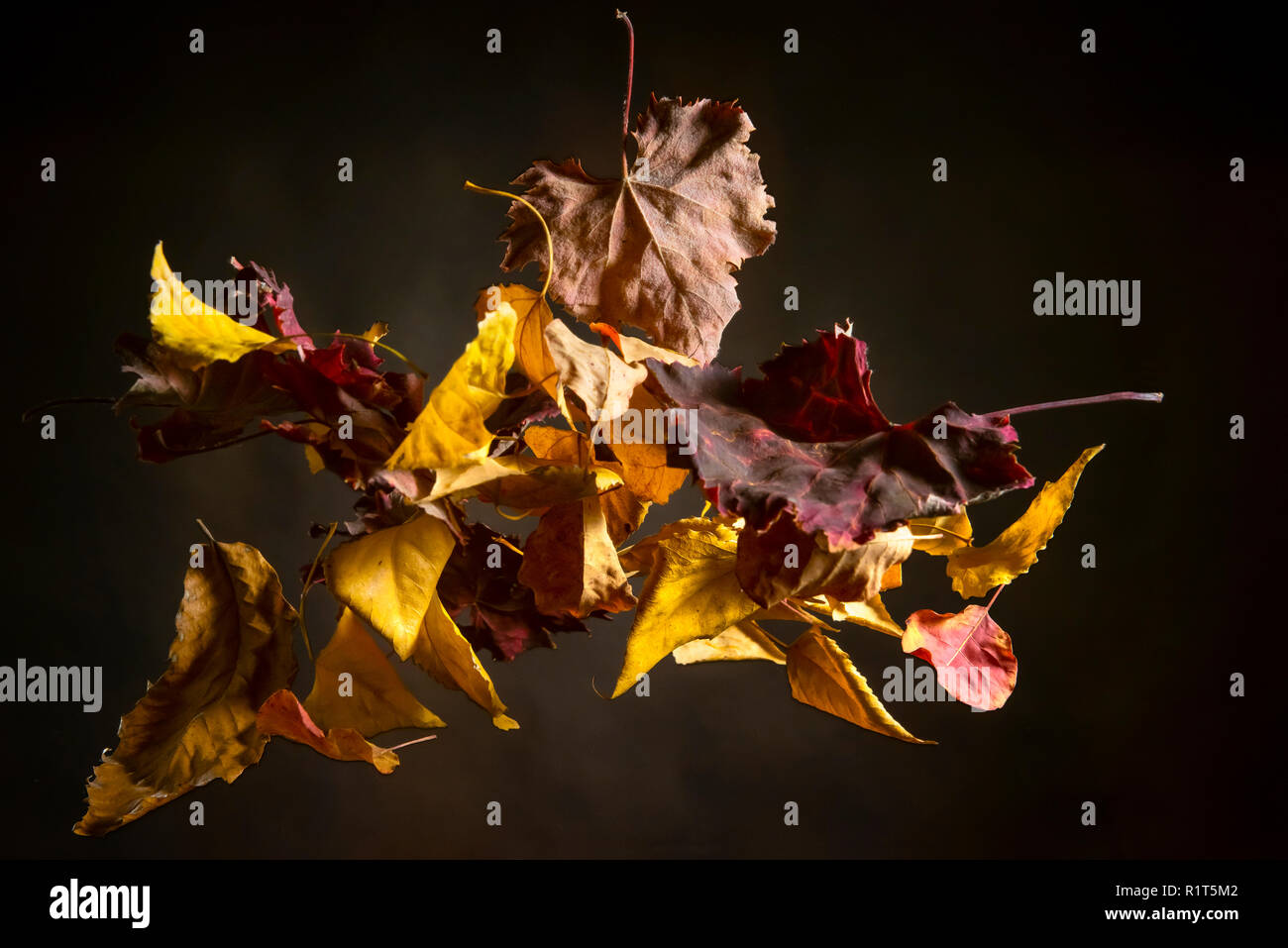 Suspended orange tree hi-res stock photography and images - Alamy