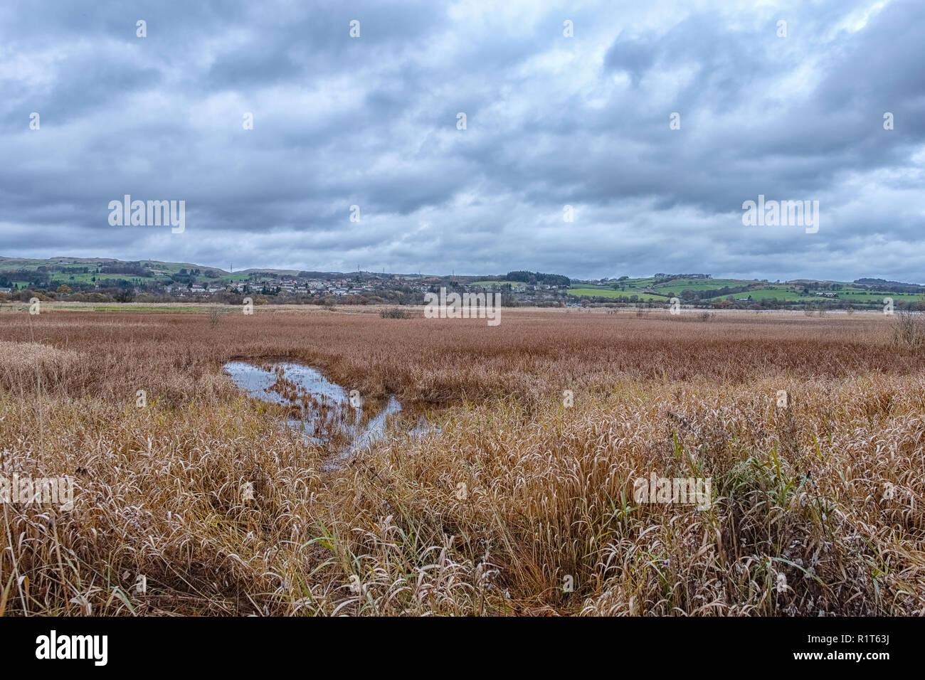Looking like a giant footprint on castle Semple Marshes on the Loch at ...