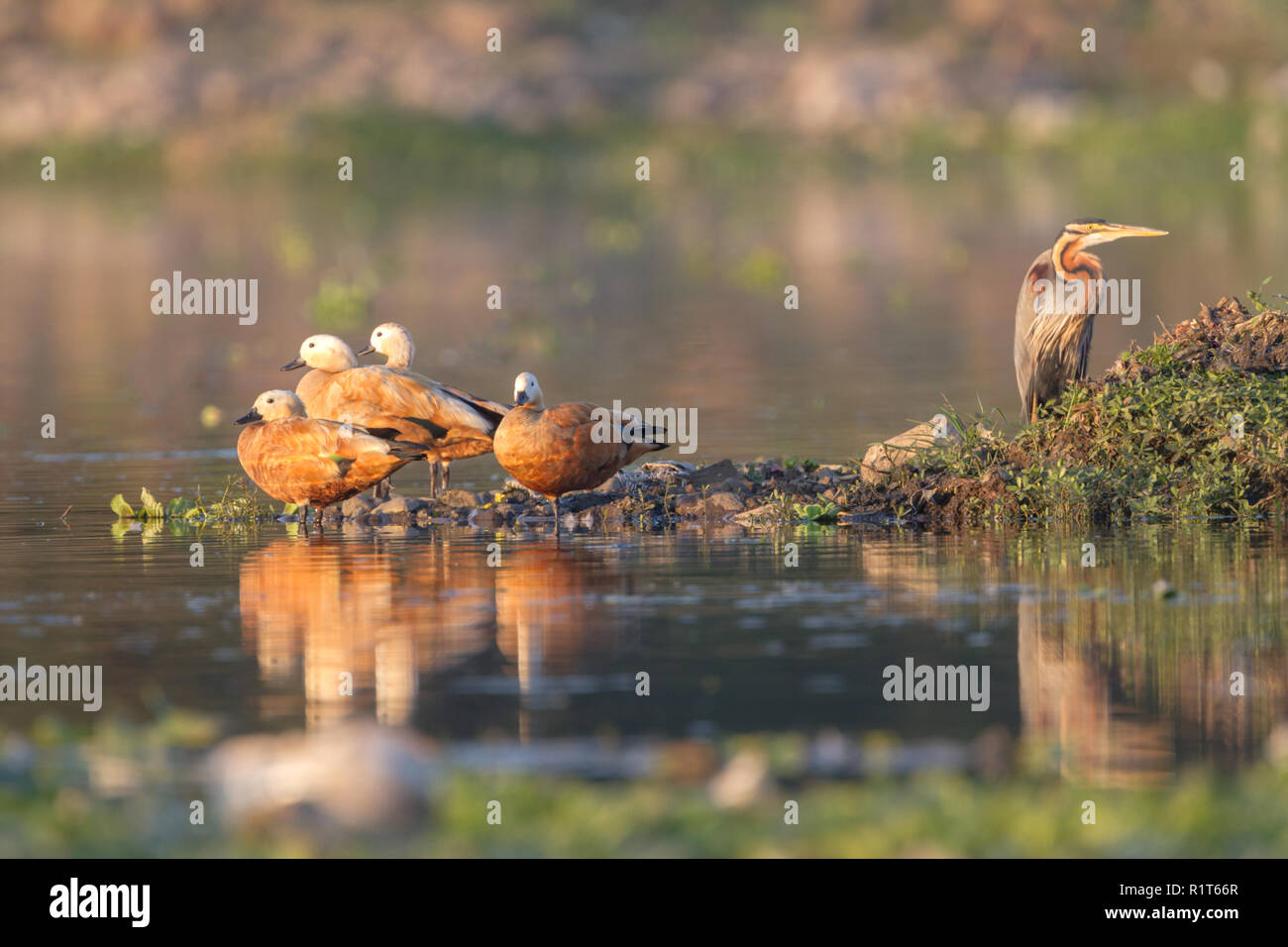 The ruddy shelduck (Tadorna ferruginea) and Purple Heron (Ardea ...