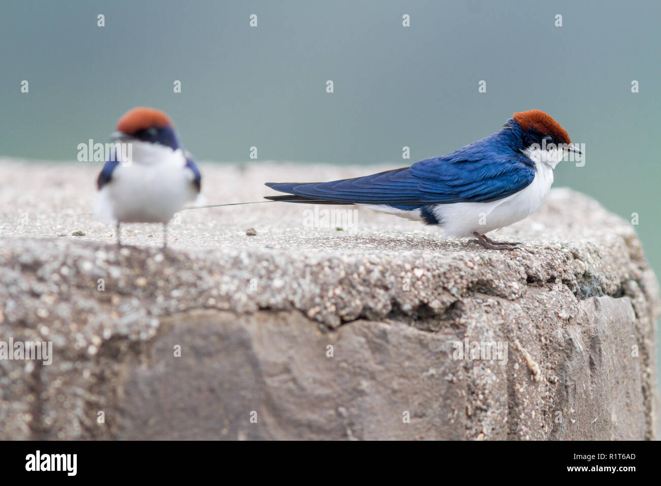 The wire-tailed swallow (Hirundo smithii) on the bridge pillar in Pune ...
