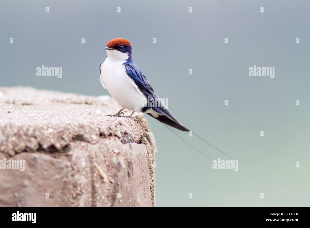 The wire-tailed swallow (Hirundo smithii) on the bridge pillar in Pune ...