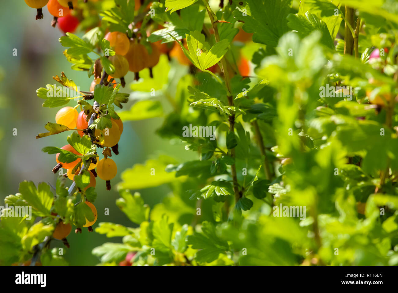 Gooseberry thorn hi-res stock photography and images - Alamy