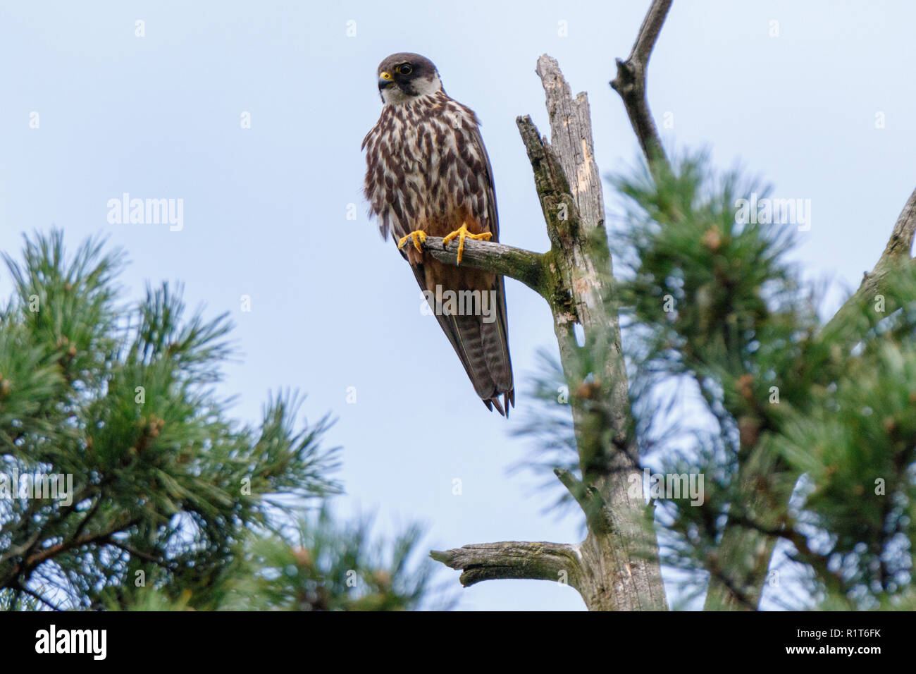Northern Hobby (Falco subbuteo). Russia, Moscow Stock Photo - Alamy