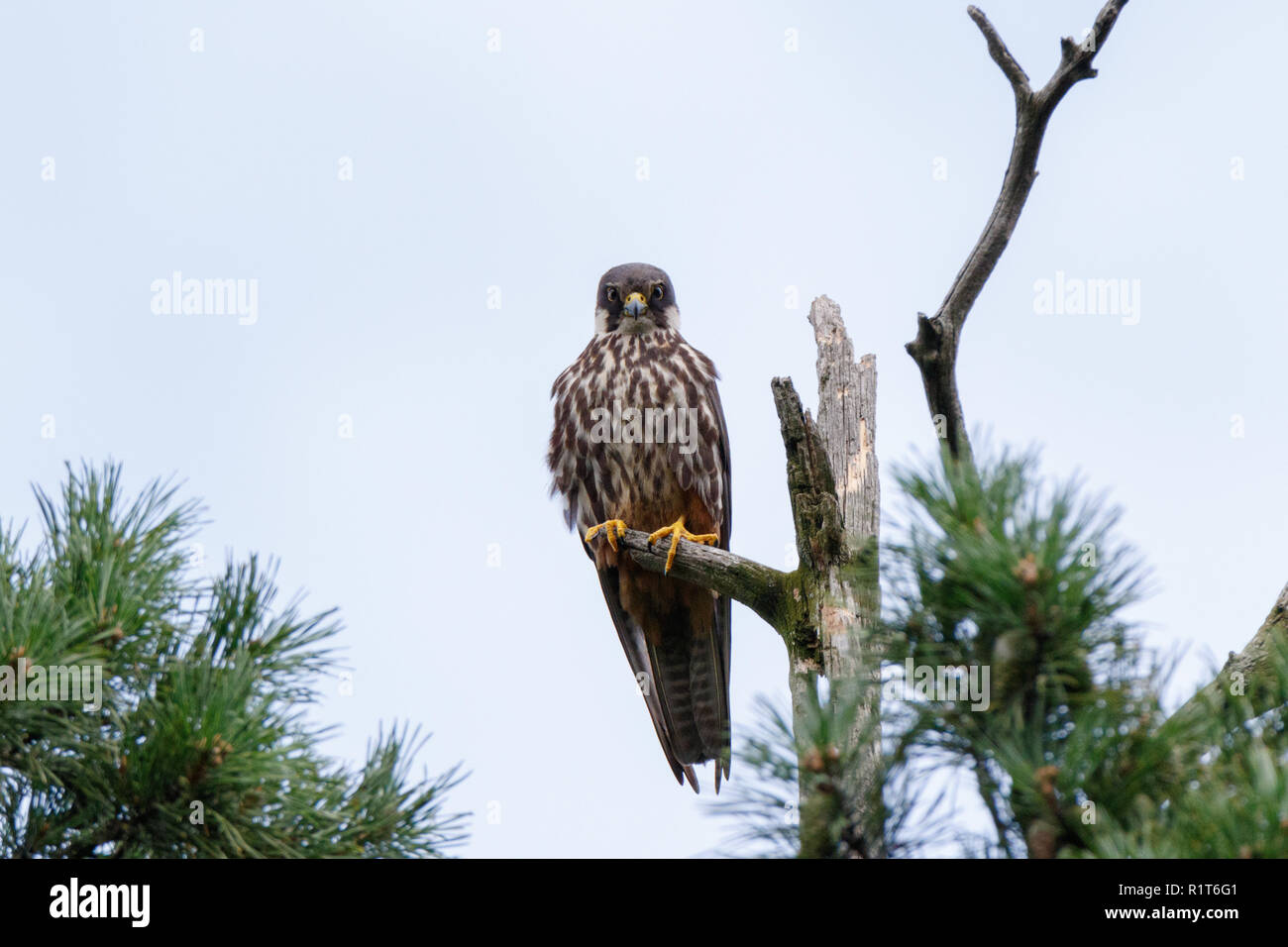 Northern Hobby (Falco subbuteo). Russia, Moscow Stock Photo - Alamy