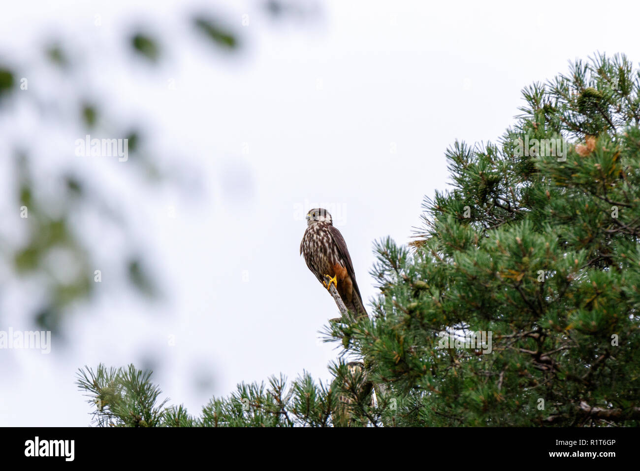 Northern Hobby (Falco subbuteo). Russia, Moscow Stock Photo - Alamy