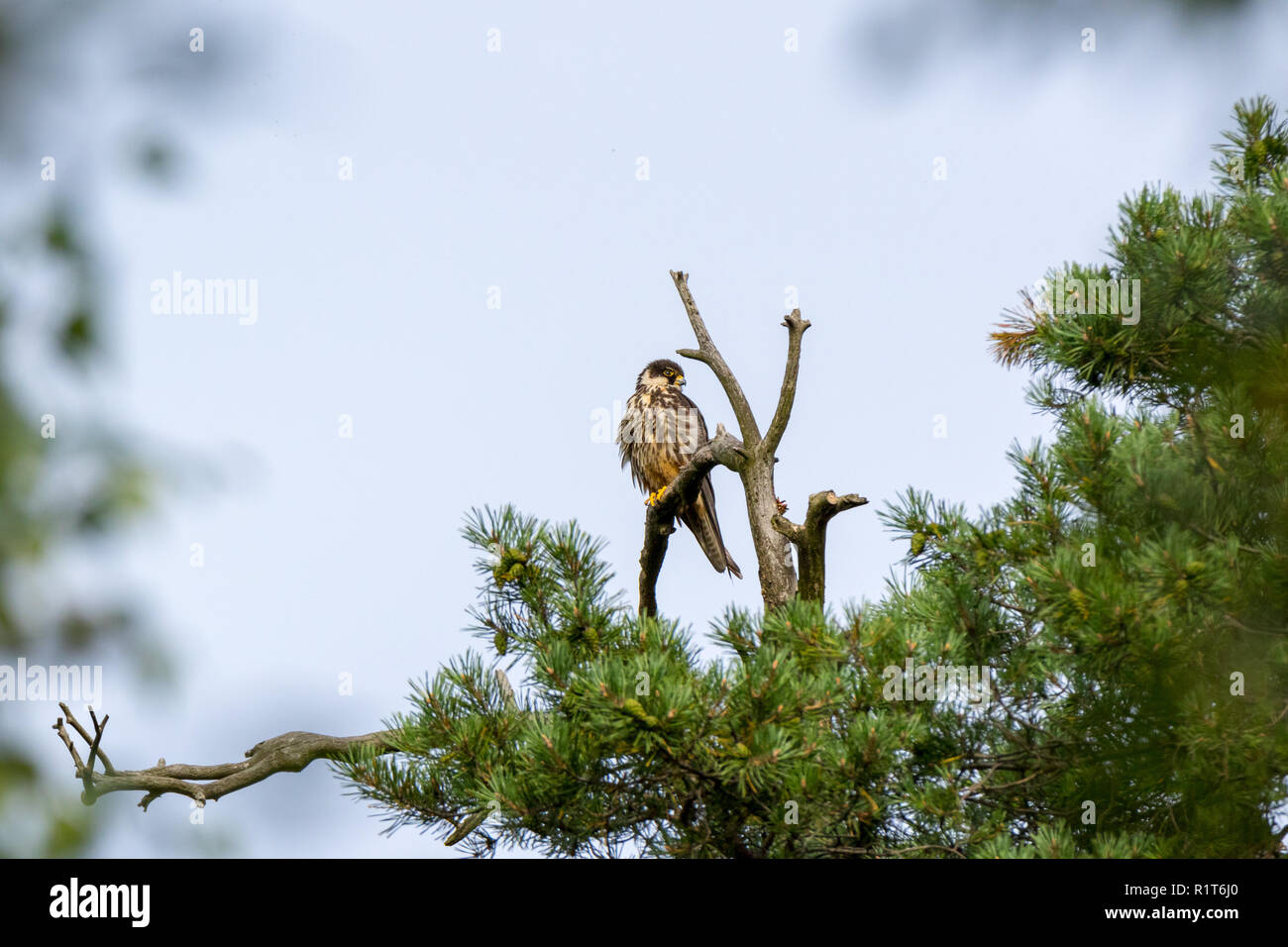 Northern Hobby (Falco subbuteo). Russia, Moscow Stock Photo - Alamy