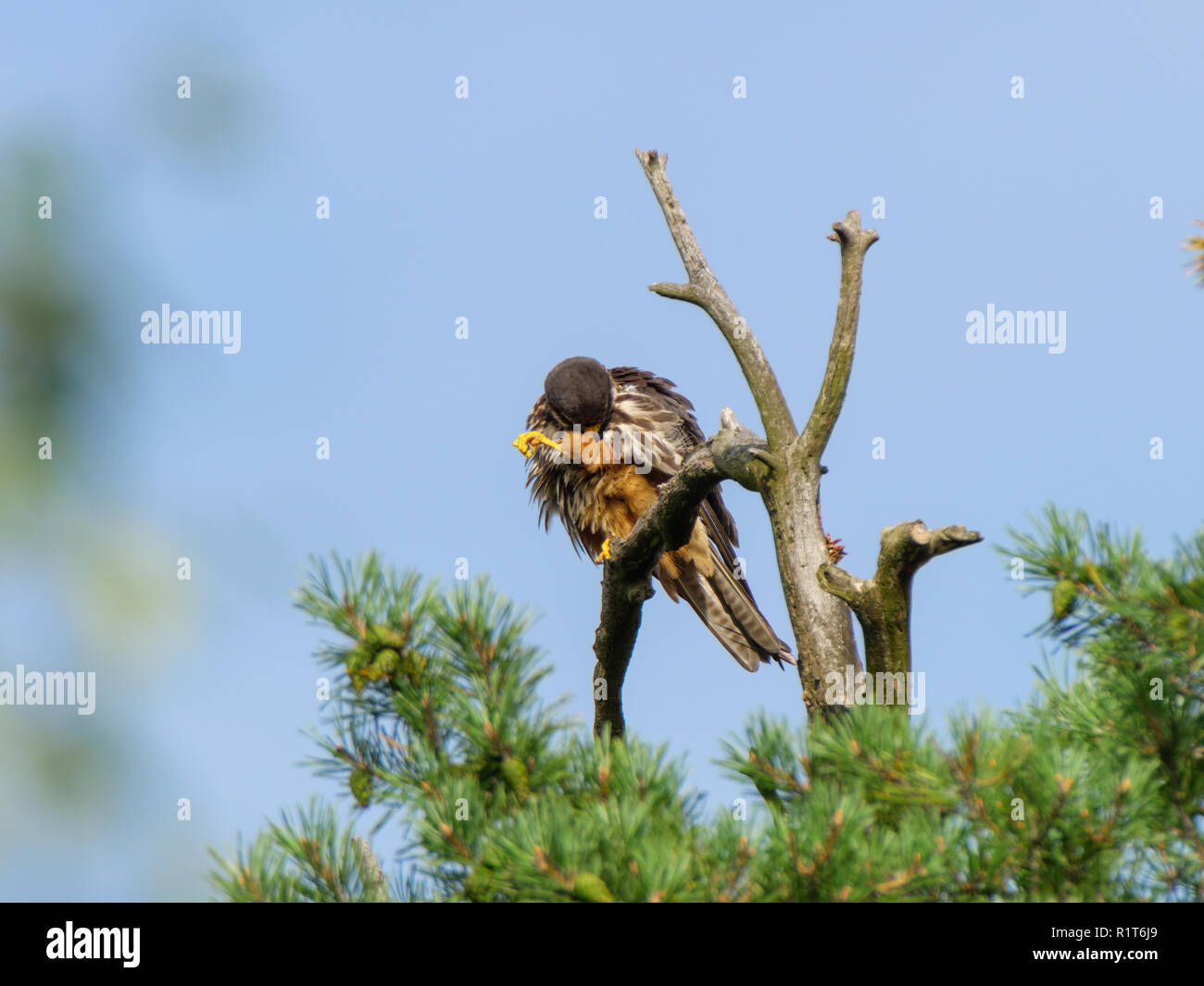 Northern Hobby (Falco subbuteo). Russia, Moscow Stock Photo - Alamy