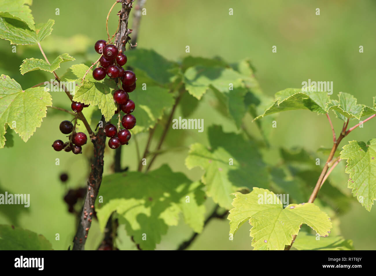 Redkcurrant bush hi-res stock photography and images - Alamy