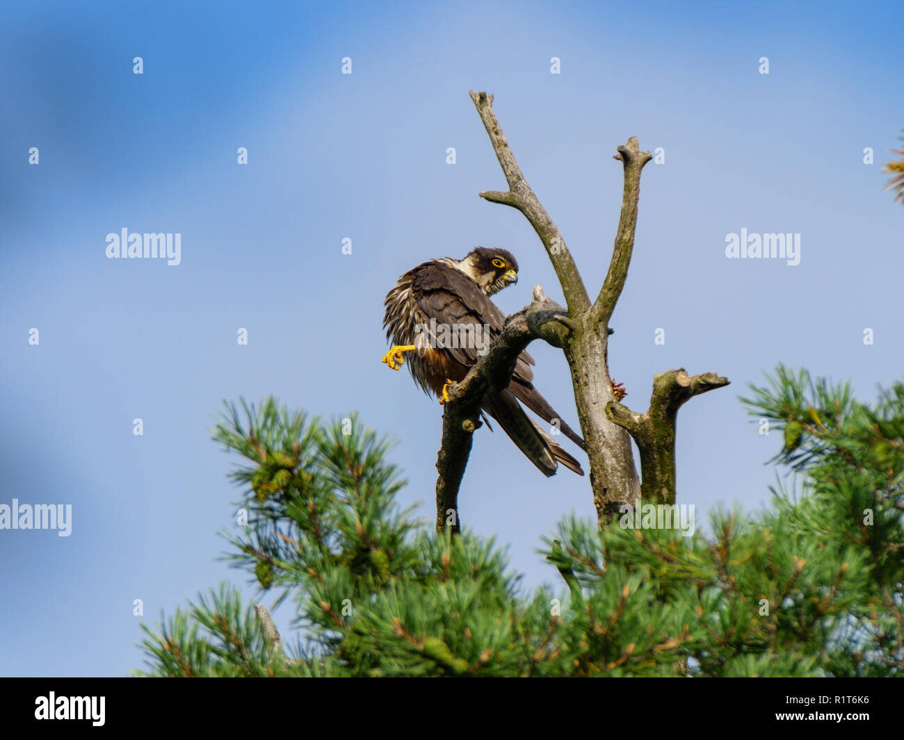 Northern Hobby (Falco subbuteo). Russia, Moscow Stock Photo - Alamy