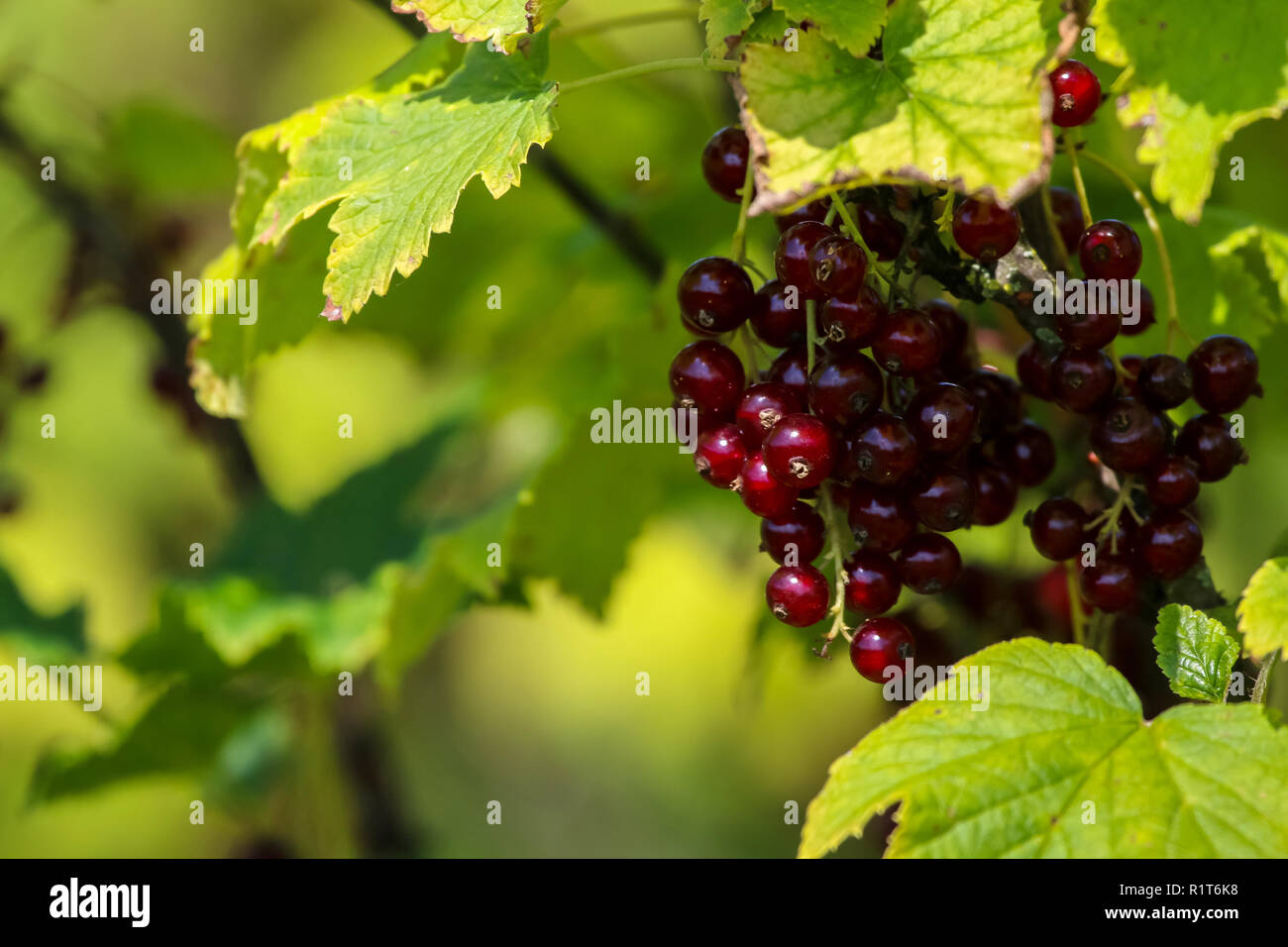 Red currant texture hi-res stock photography and images - Alamy