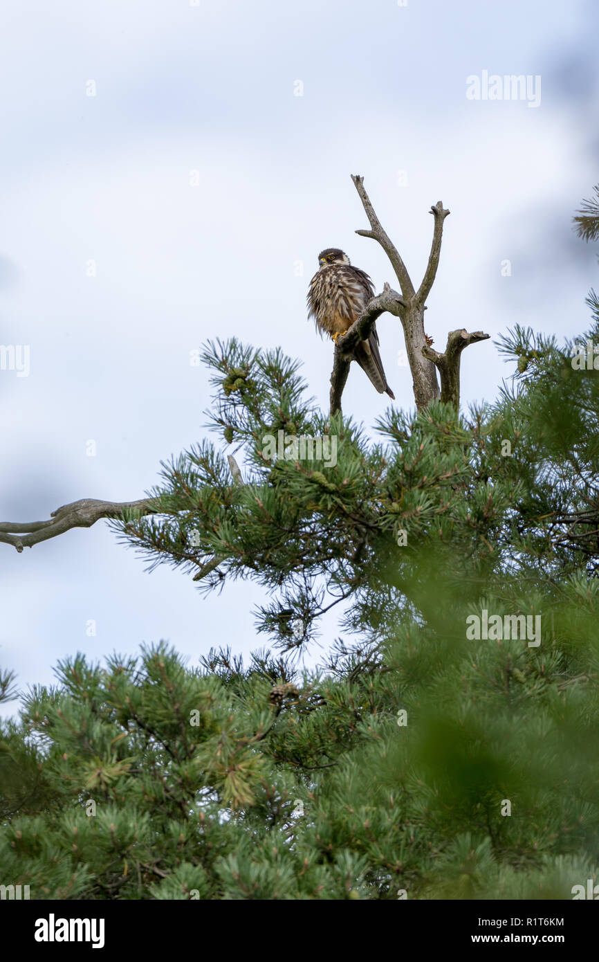 Northern Hobby (Falco subbuteo). Russia, Moscow Stock Photo - Alamy